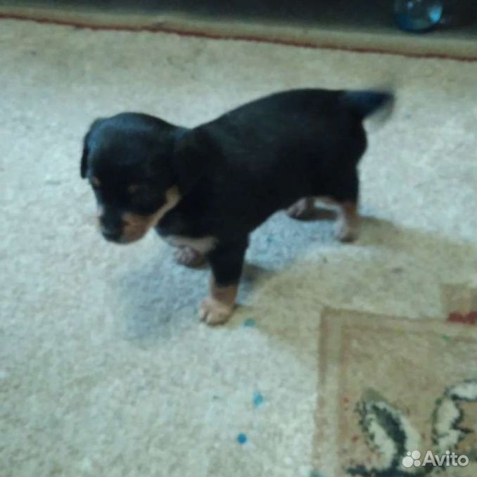 Щенок,девочка такса