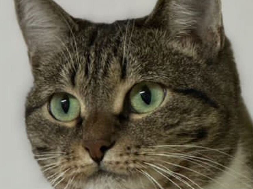 Кошка