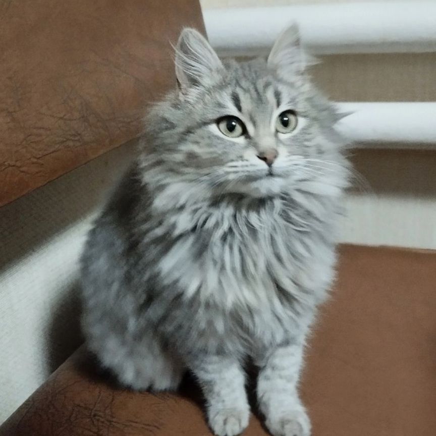 Котенок в добрые руки