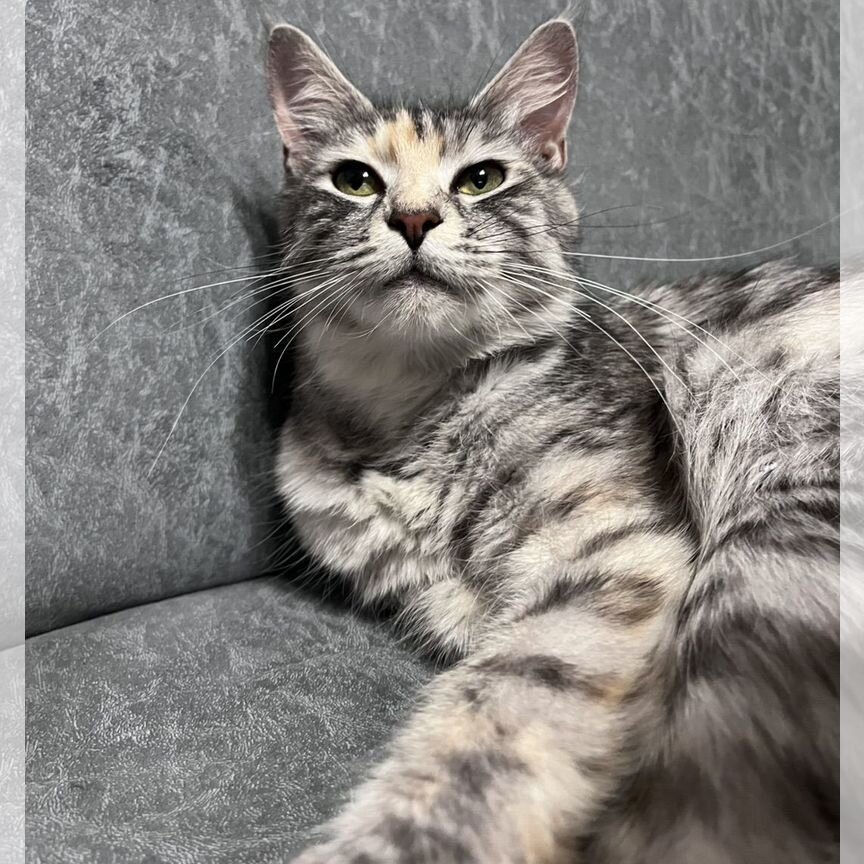 Мейн-кун, взрослая кошка