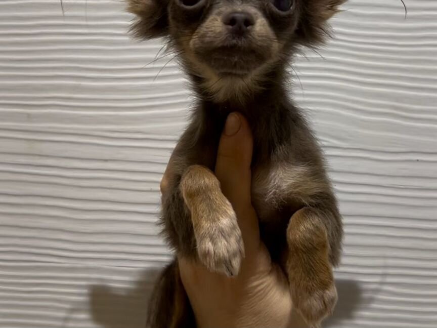 Лиловое сокровище, супермини размера