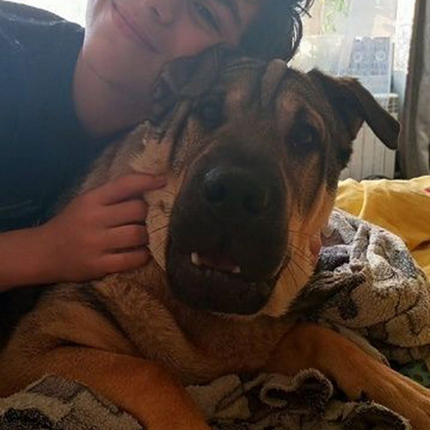 Смесь шарпей с немецкой авчаркой