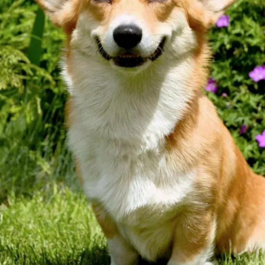 Корги в добрые руки