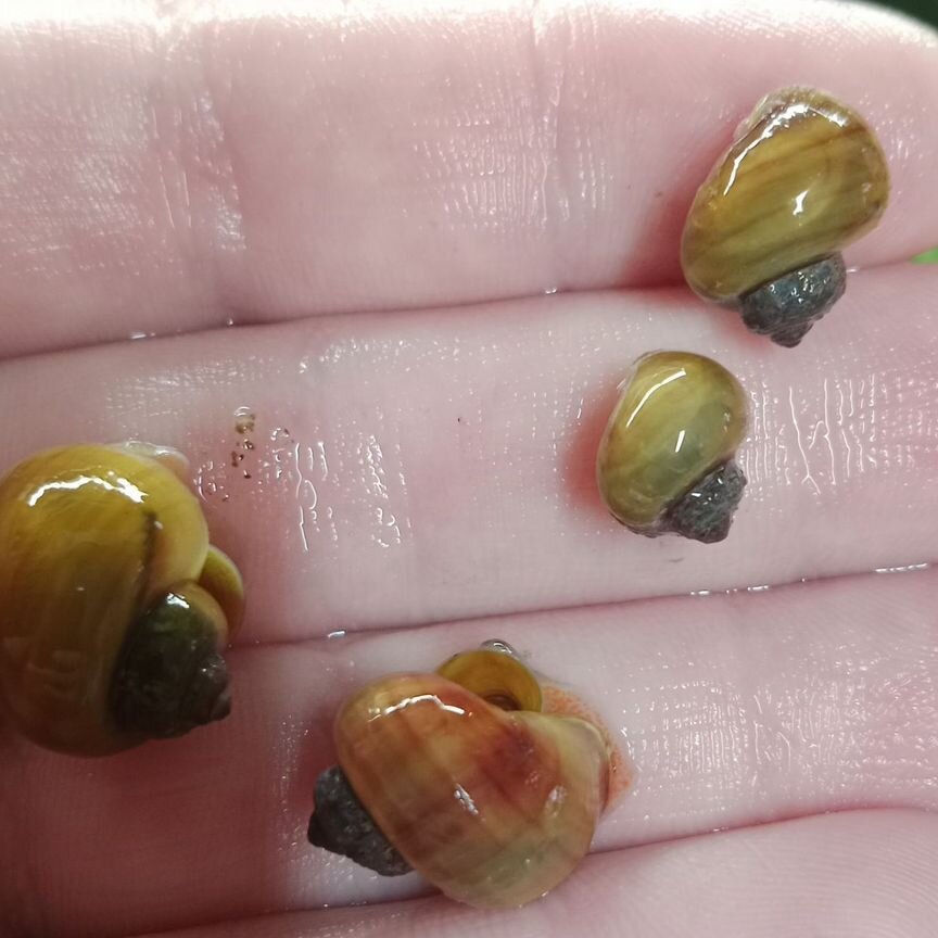 Ампулярии улитки