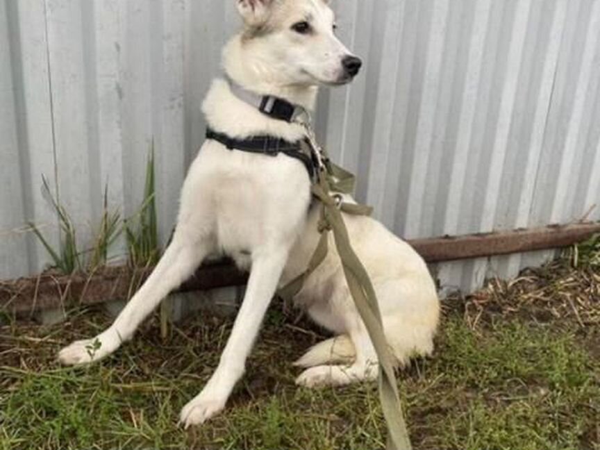 Собака в добрые руки