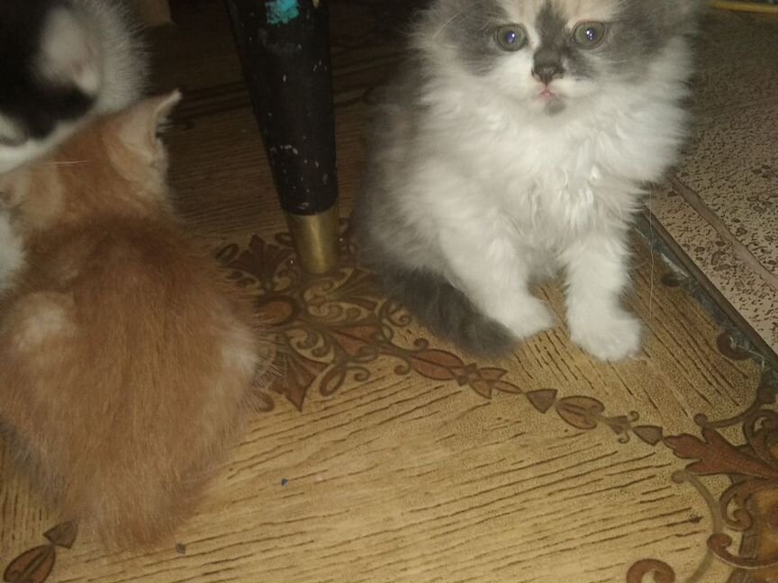 Британские котята