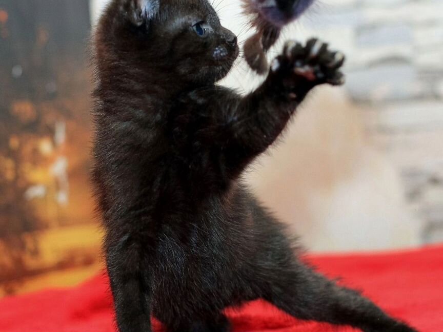 Малыш черныш