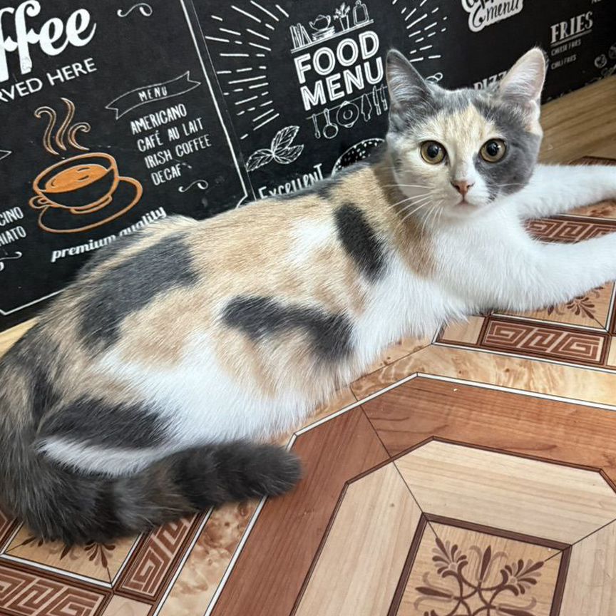 Британский короткошёрстный котёнок