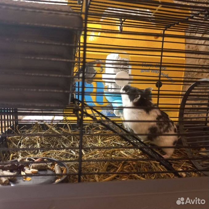 Джунгарский хомяк девочка с клеткой