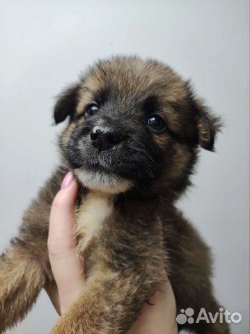 Метис акиты 1мес