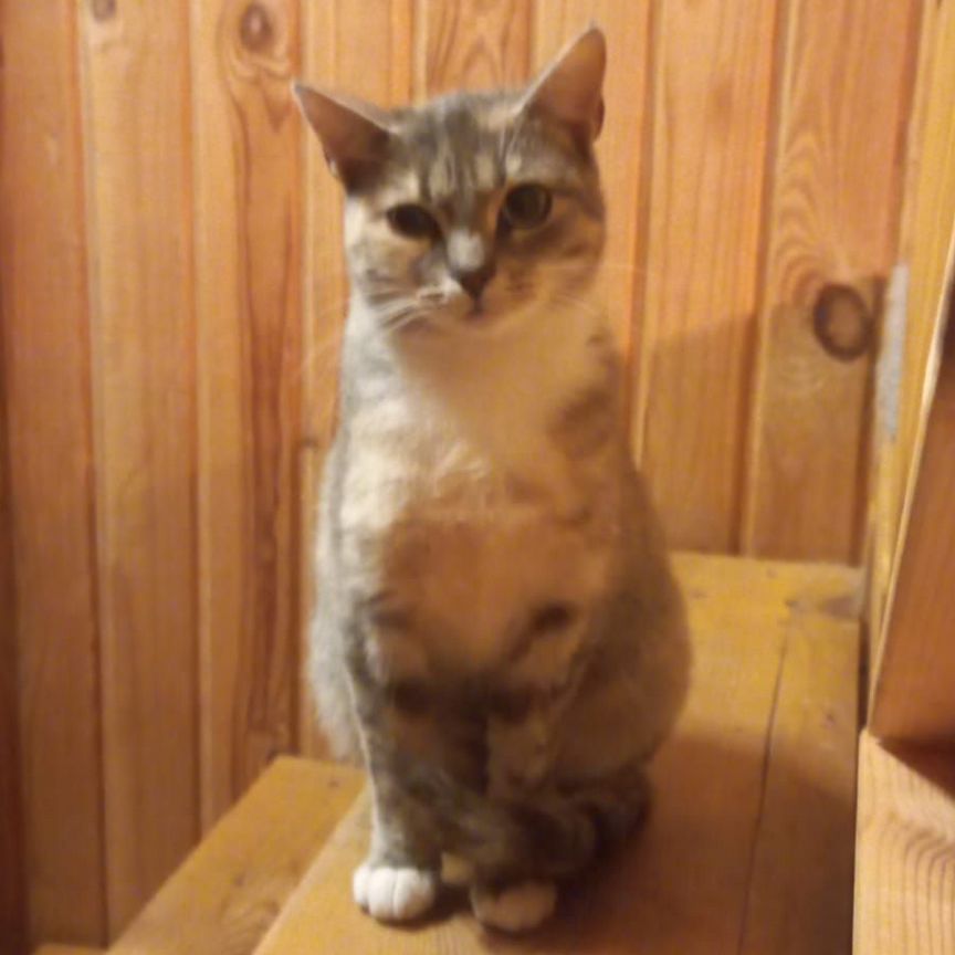 Кошки в добрые руки