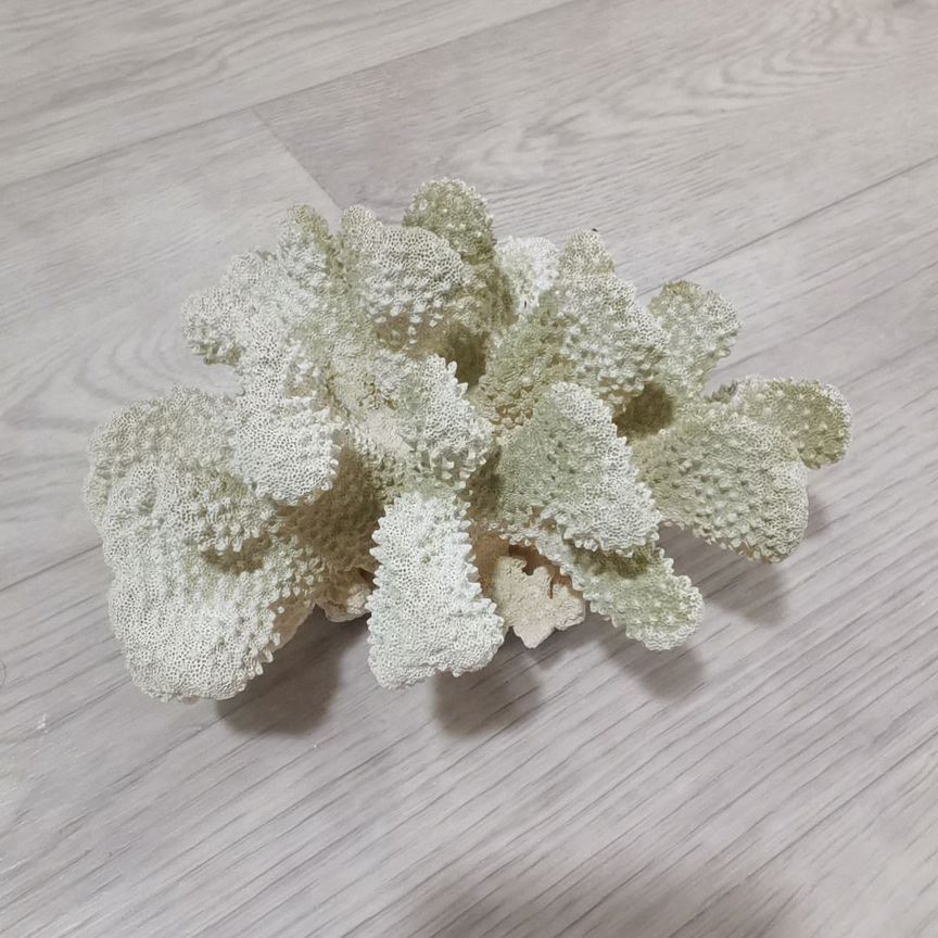 Коралл в аквариум