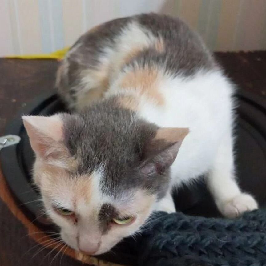 Кошечка