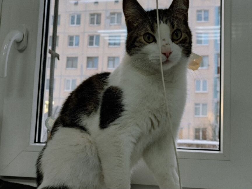 Котик в добрые руки