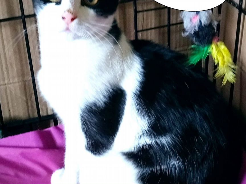 Котёнок С Сердцем