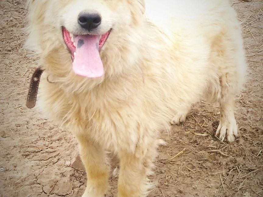 Собака ищет дом