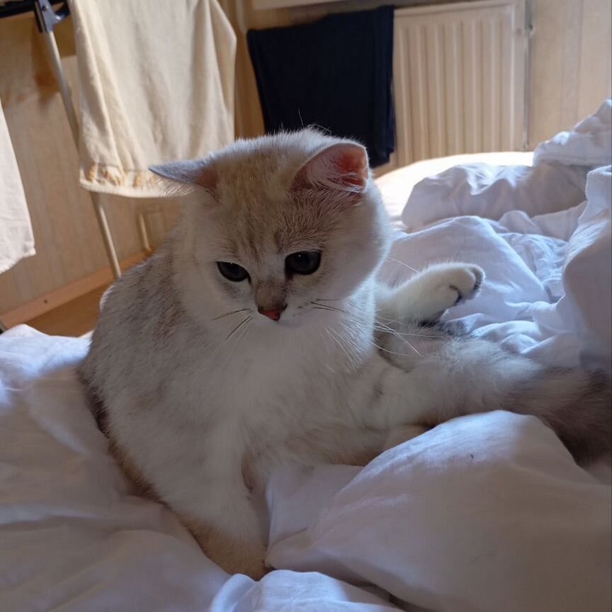 Котик серебристая шиншилла