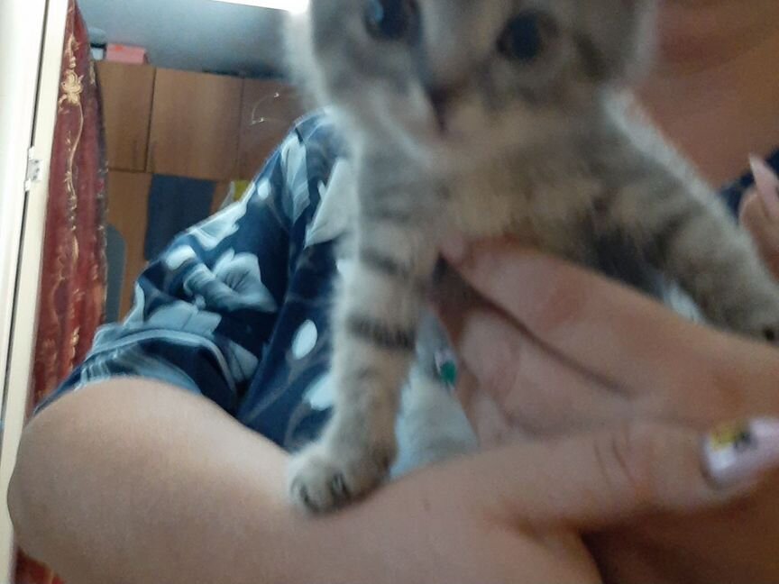 Кошка в дар