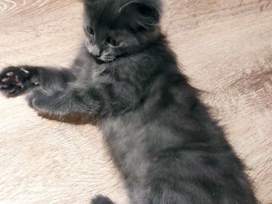 Котенок бесплатно