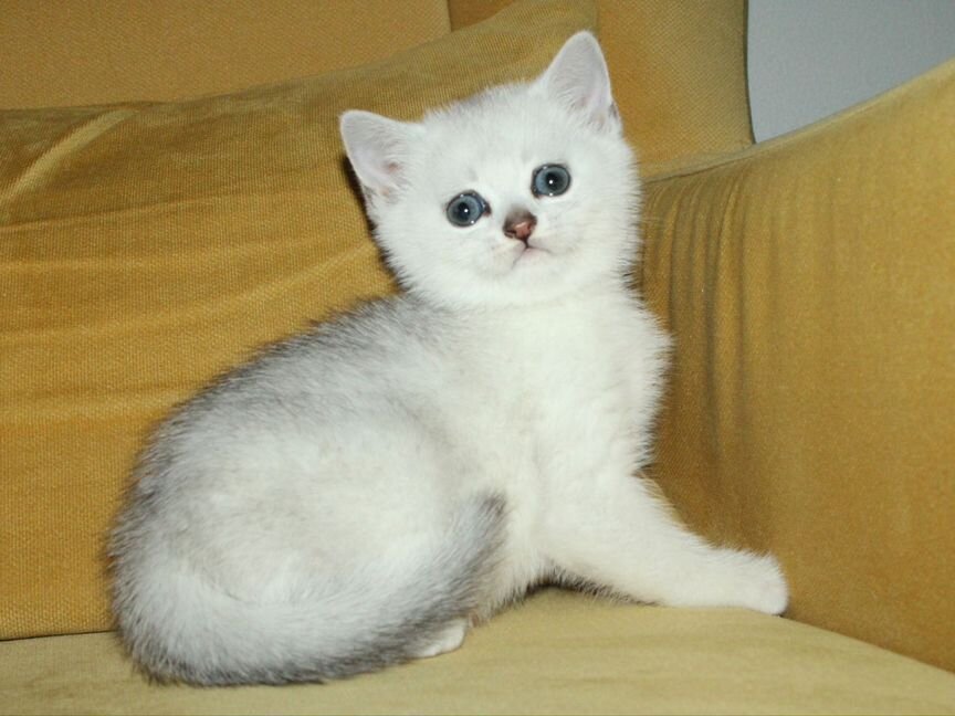 Британская девочка