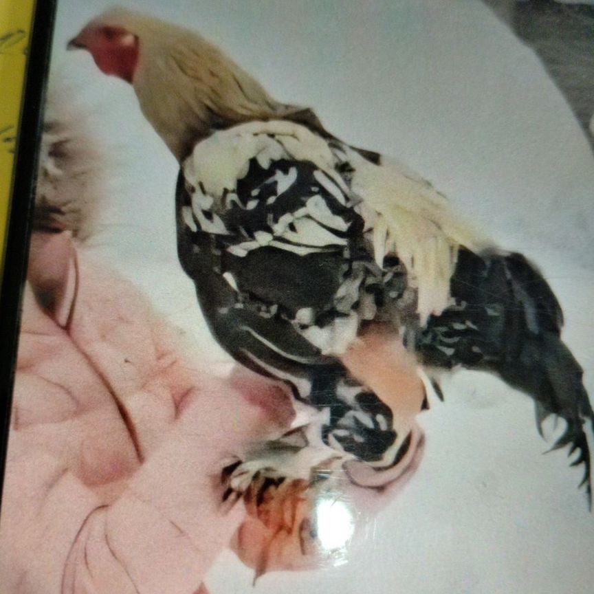 Петушок Брама 5 месяцев