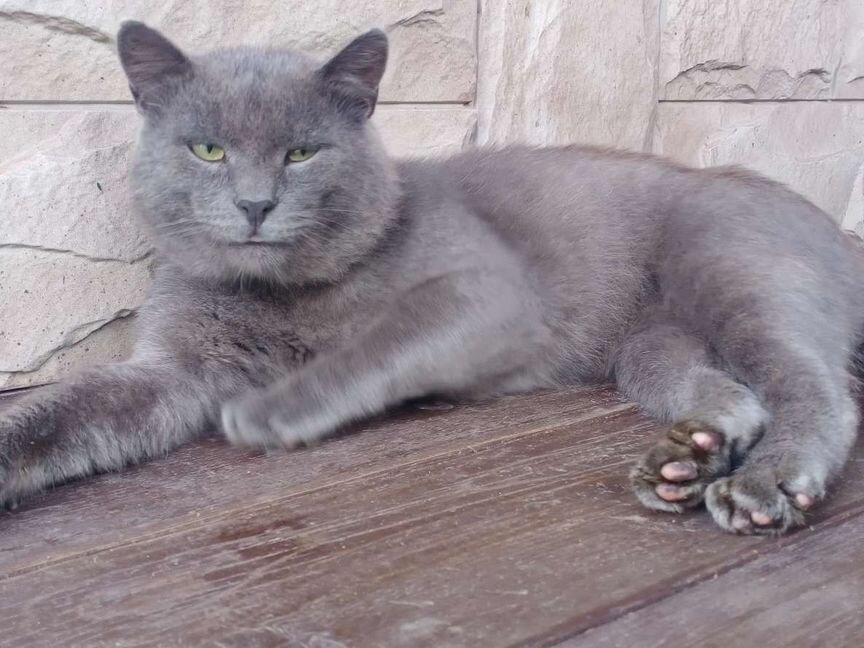 Добрый кот в добрые руки