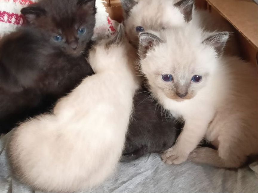 Котята бесплатно