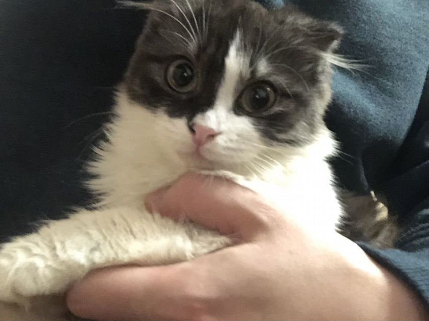Кошка вислоухая в дар