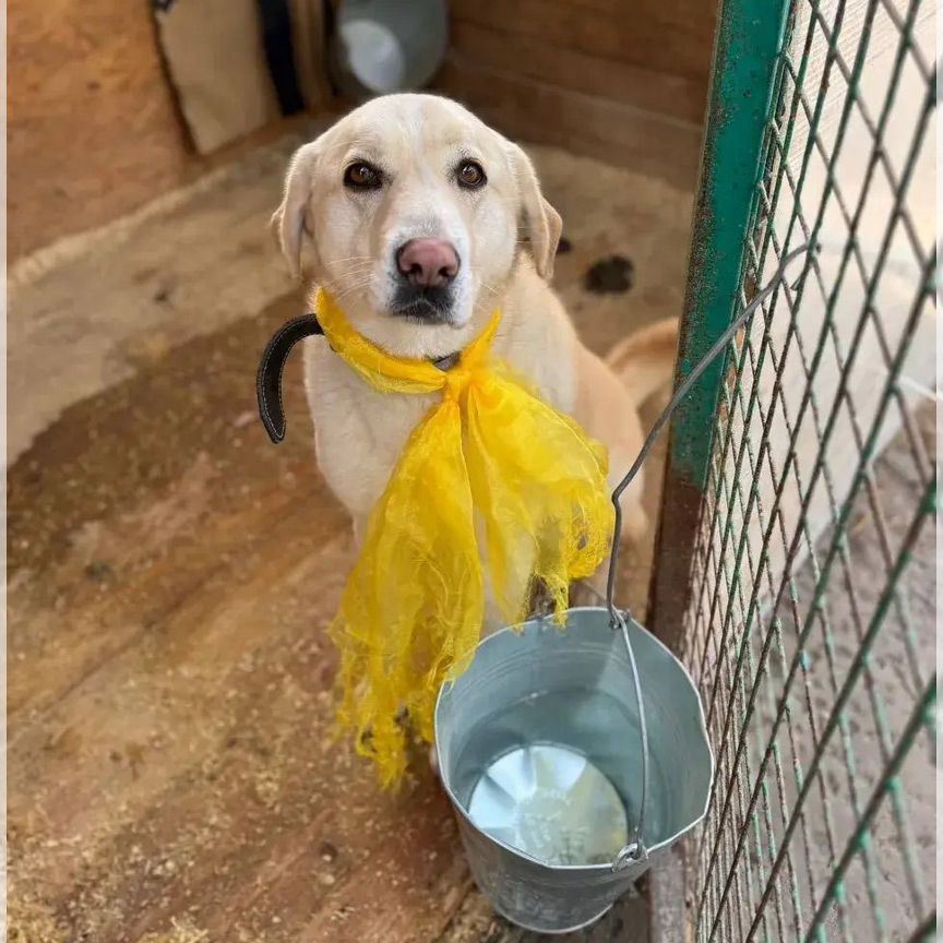 Взрослая собака в добрые руки