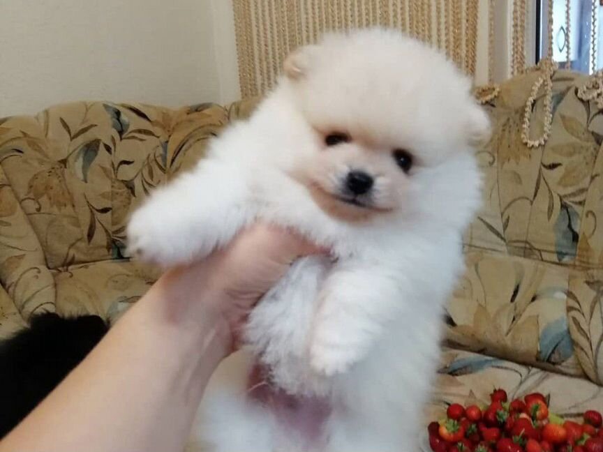 Детки шпицы и йорки из питомника