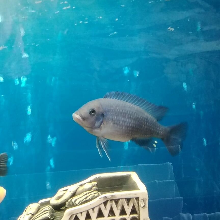 Метриаклима голубая зебра