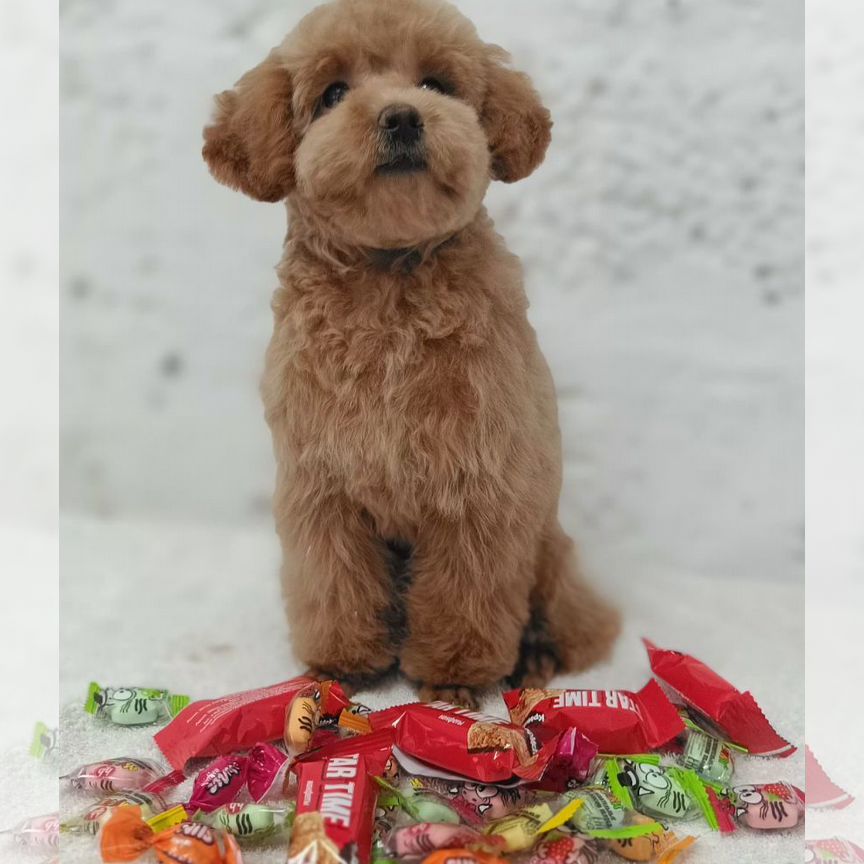 Той-пудель, щенок