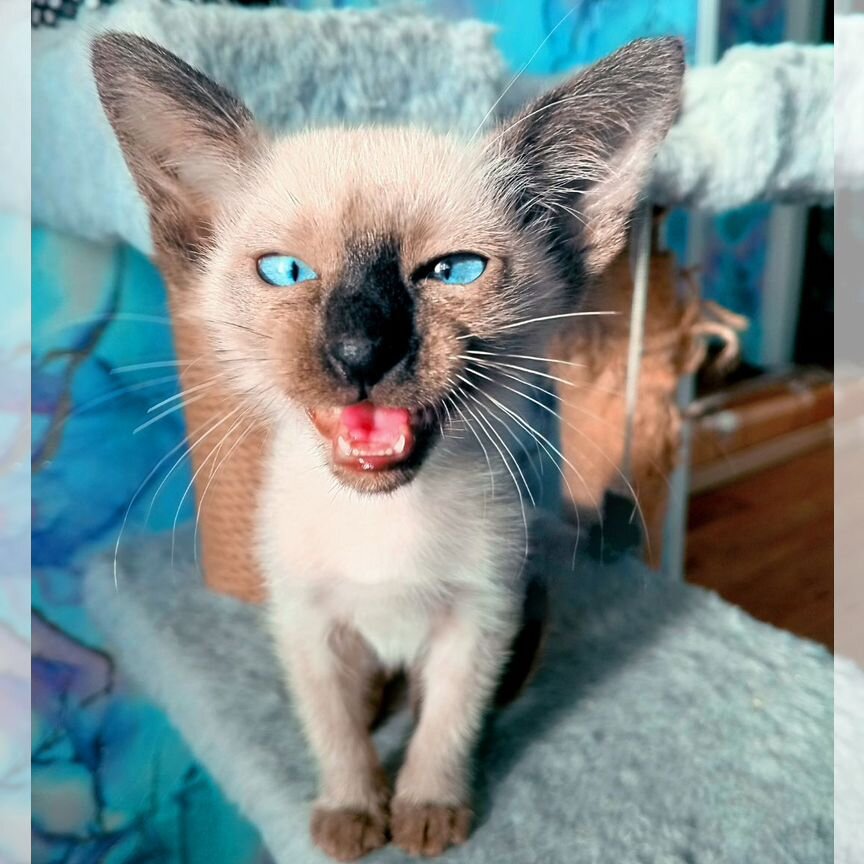 Тайский котёнок
