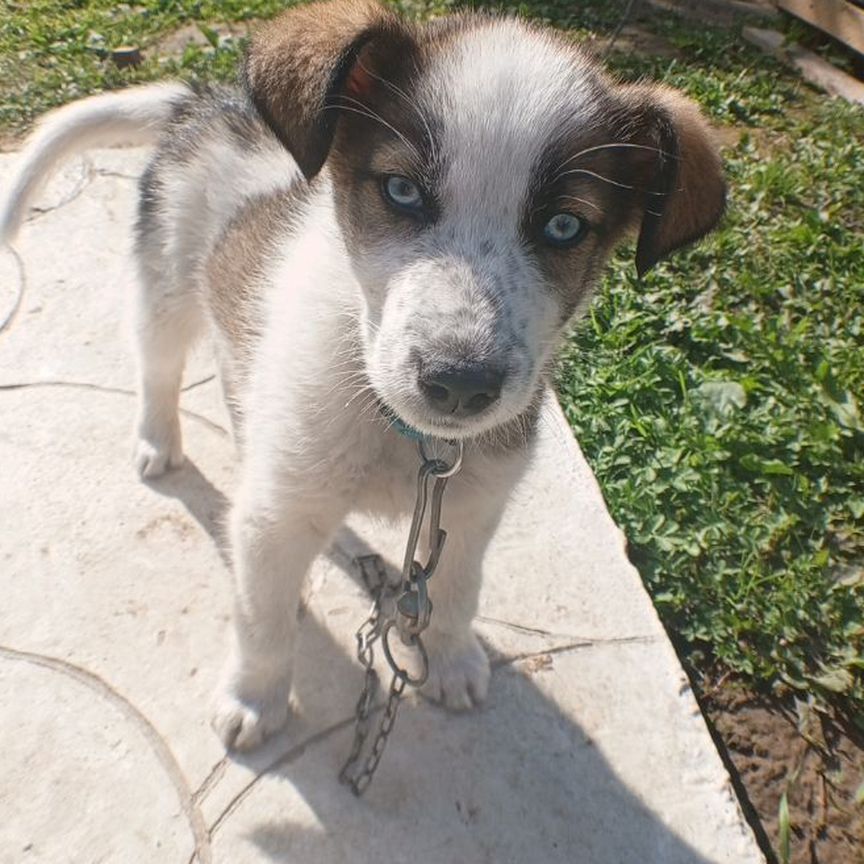 Щенок в добрые руки бесплатно