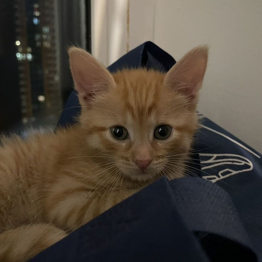 Котенок в добрые руки