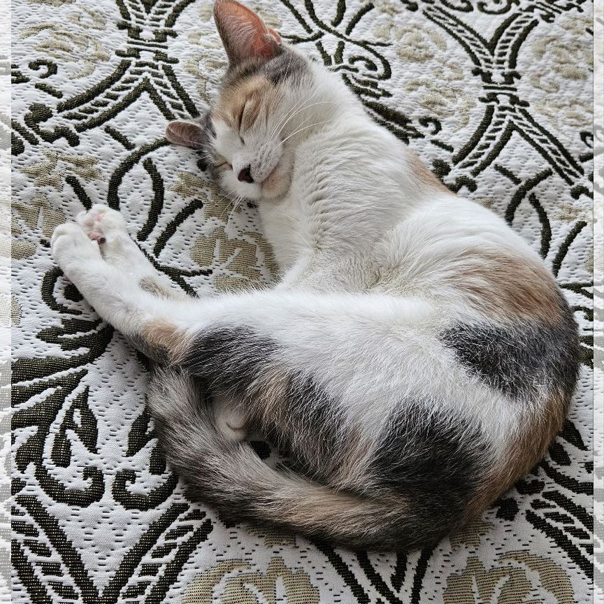 Взрослая, кошка в добрые руки