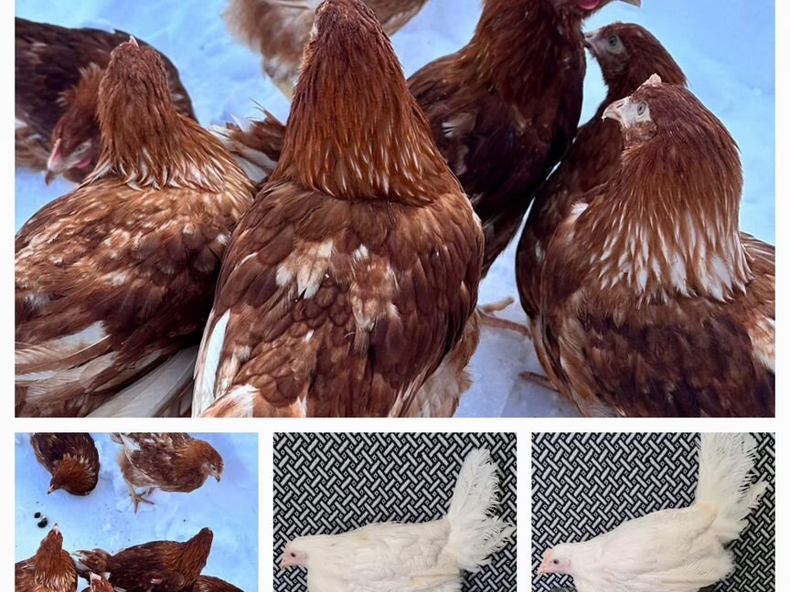 Куры молодки