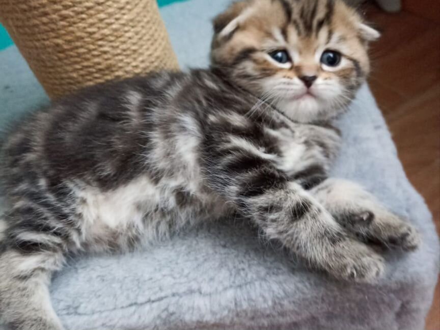 Котята Шотландские (фолд и страйт)