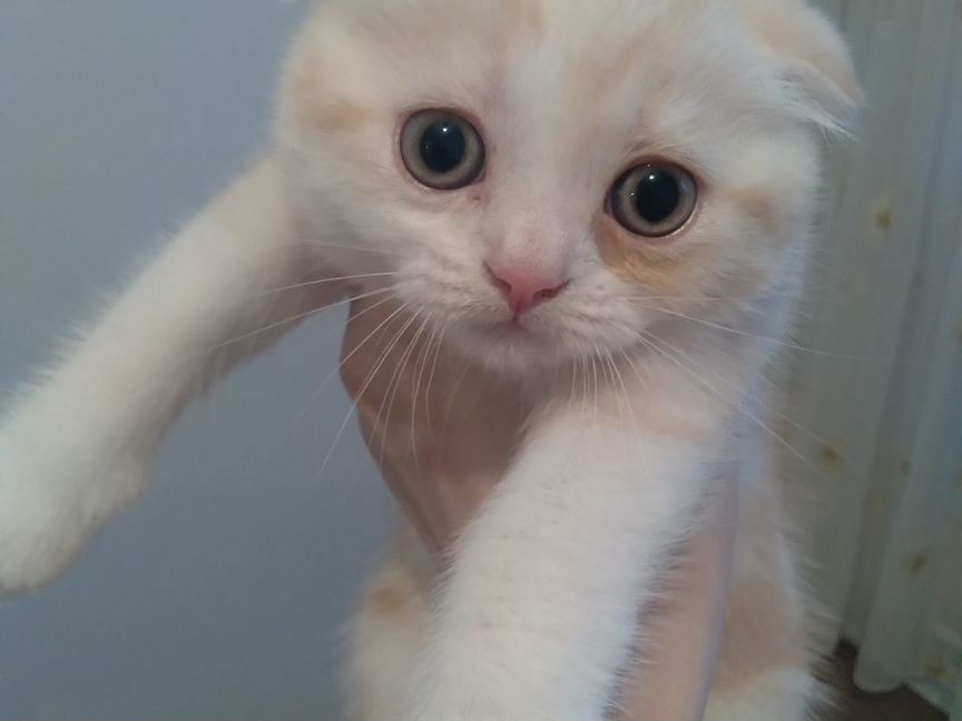 Шотландские вислоухие котята