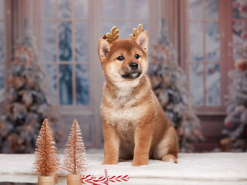 Щенки сиба шиба ину