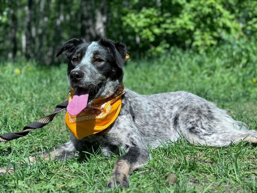 Молоденький песик Споти из Некрасовки. В дар