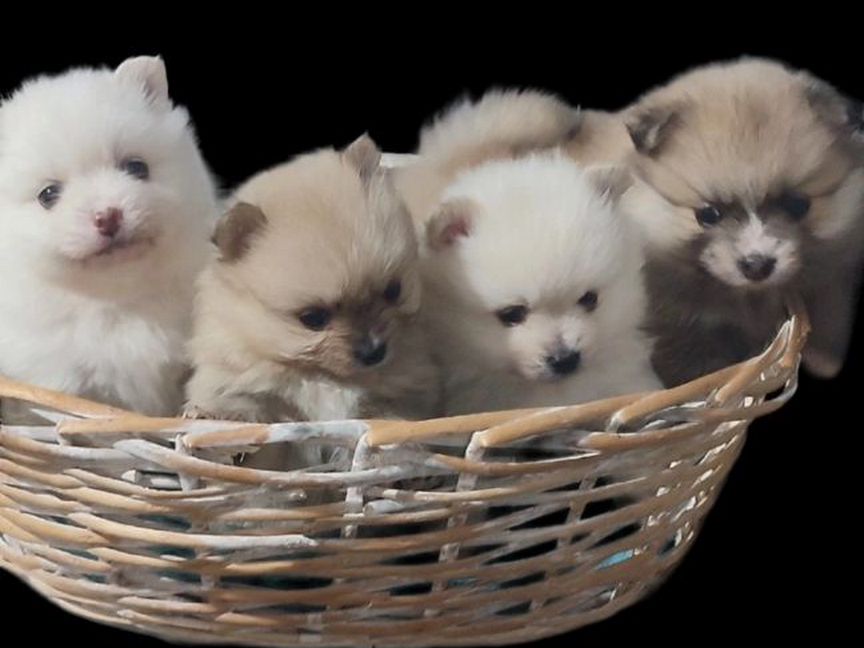 Щенята шпиц20000т