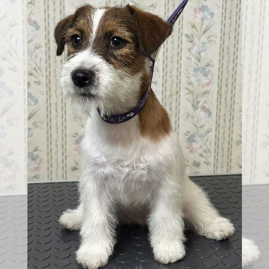 Джек-рассел-терьер, щенок