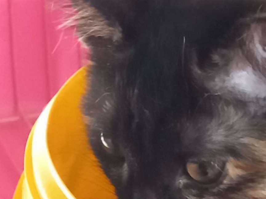 Кошки в добрые руки бесплатно