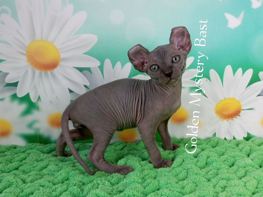 Сфинкс Эльф