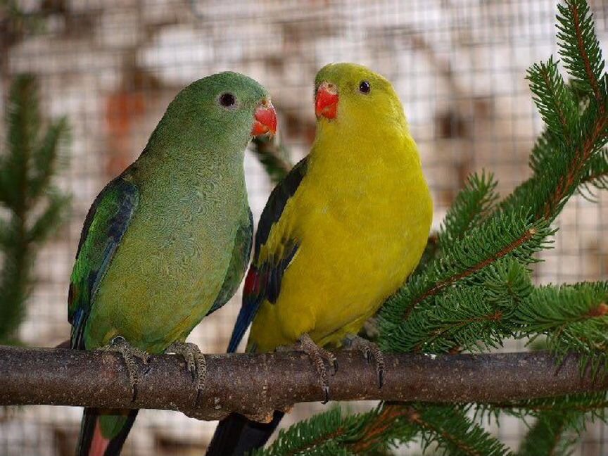 Роскошный горный попугай пара
