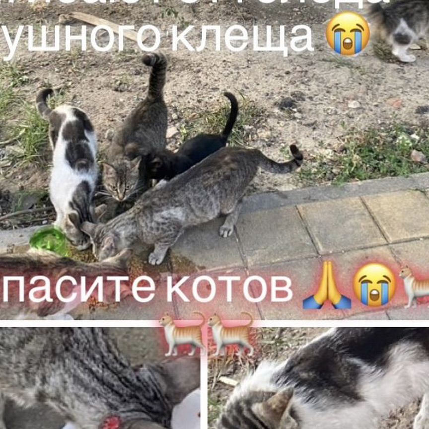 Коты погибнут от голода и обезвоживания