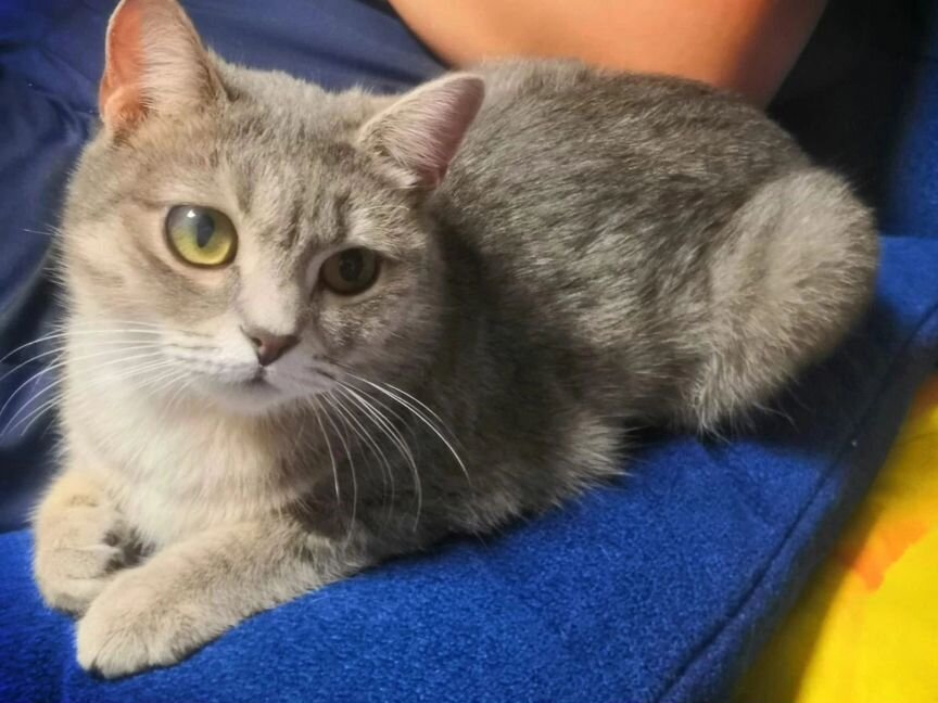 Ванда ищет человека с большим сердцем