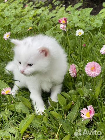 Белый котенок бесплатно