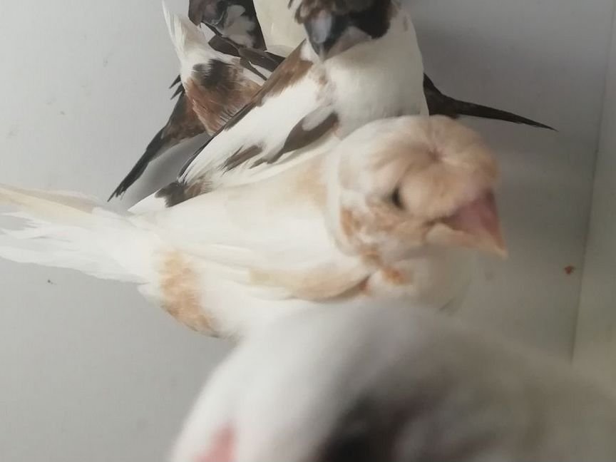 Японские амадины